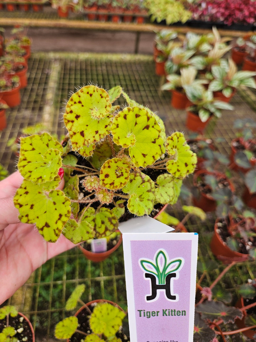 Begonia Tiger Kitten Plant | Young Prefinished Starter Plug in a 4" Pot ...
