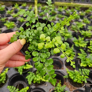 Fern Plant, Austral Gem Bird's Nest Fern Plant in a 4" Pot, Asplenium ...
