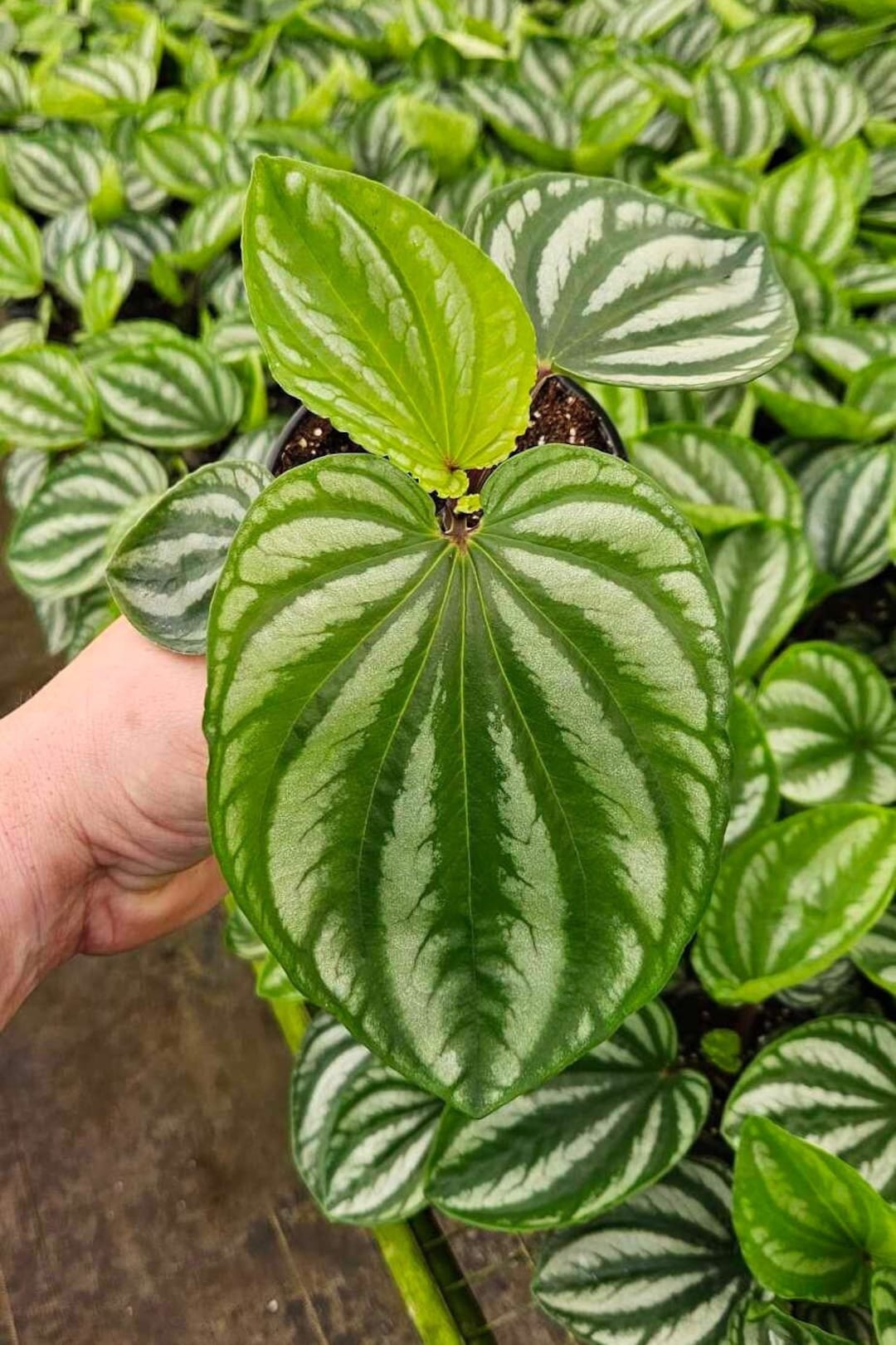 Peperomia Ecuador Live Plant in a 4" Pot | 2 Plants Required per Order ...
