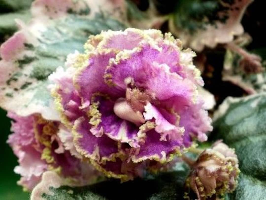 Wranglers Gaudy Lady African Violet Live Plant, Young Starter in a 4 ...