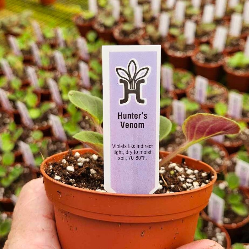 Hunter's Venom African Violet Live Plant, Young Starter in a 4" Pot ...