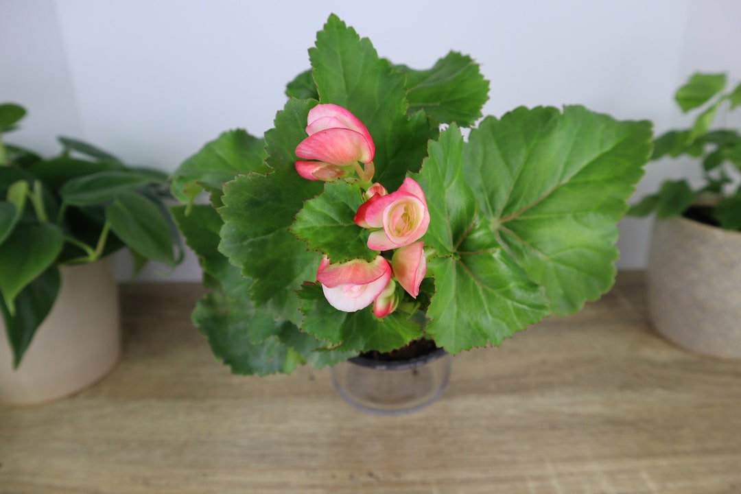 Pink Rieger Begonia Pink Flowering Begonia Plant "camilla" 5" Pot ...