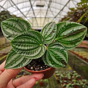 Dragon Skin Peperomia Plant in a 4" Pot, Dragon Skin Live Plant ...