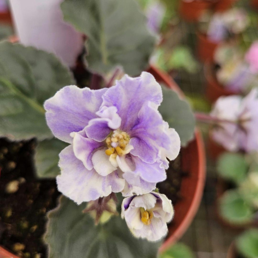 Harmony's Cotton Candy African Violet Live Plant, Young Starter in a 4 ...