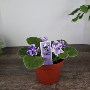 Vat Light in the Night African Violet Live Plant in a 4 - Etsy