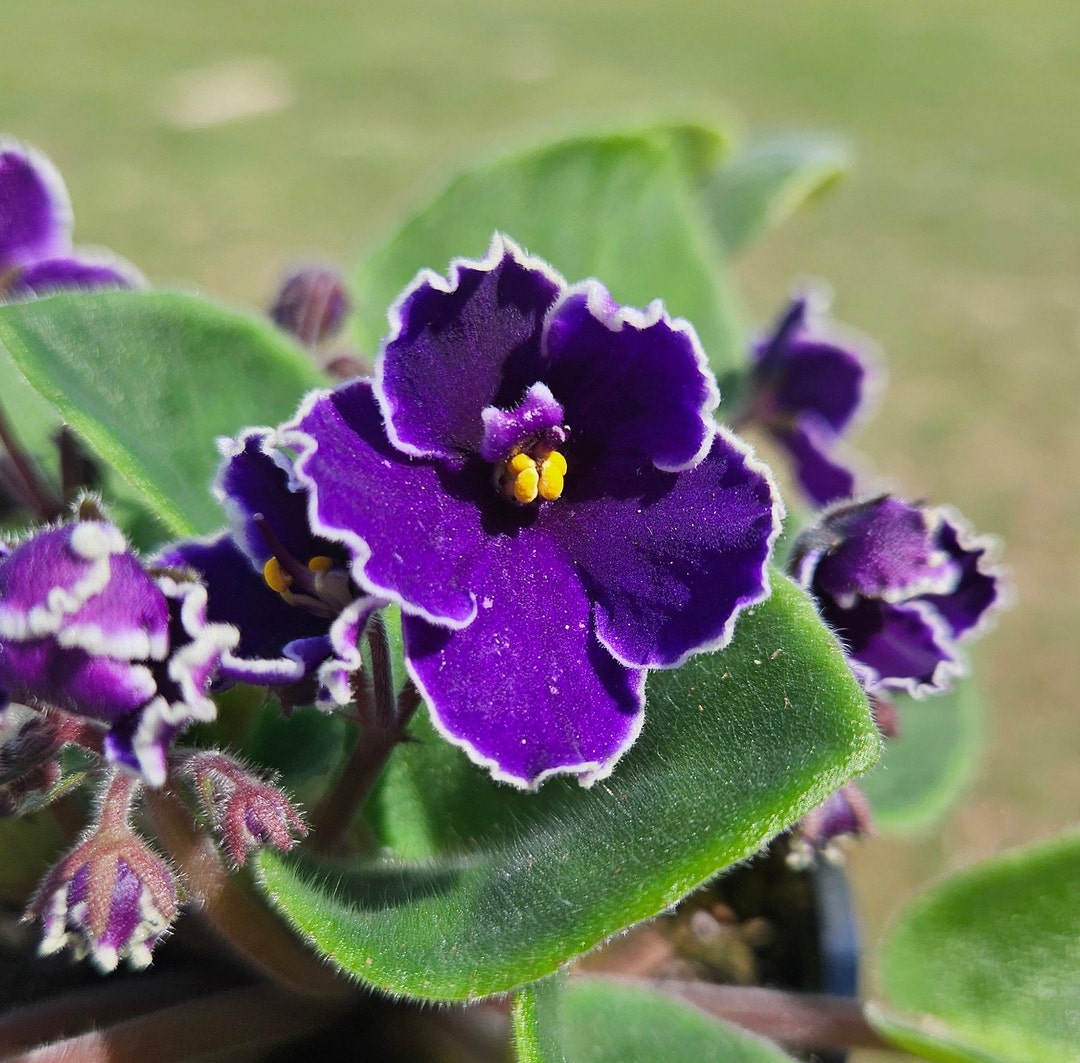 Currently Blooming African Violet Live Plant in a 4" Pot | Purple With ...