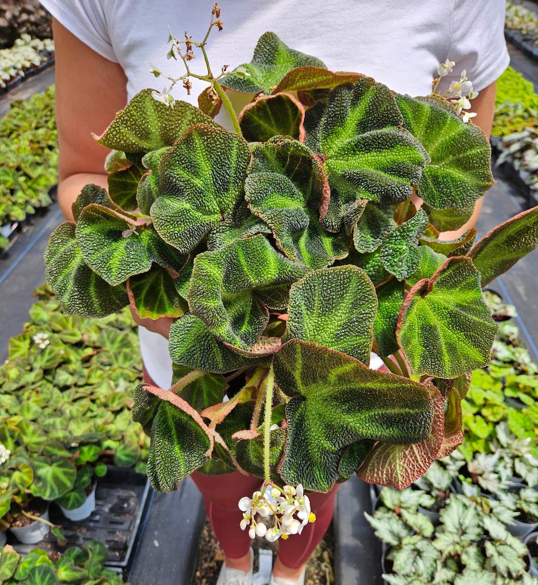 Soli Mutata Begonia Plant in a 5" Pot, Live Rhizomatous Houseplant ...