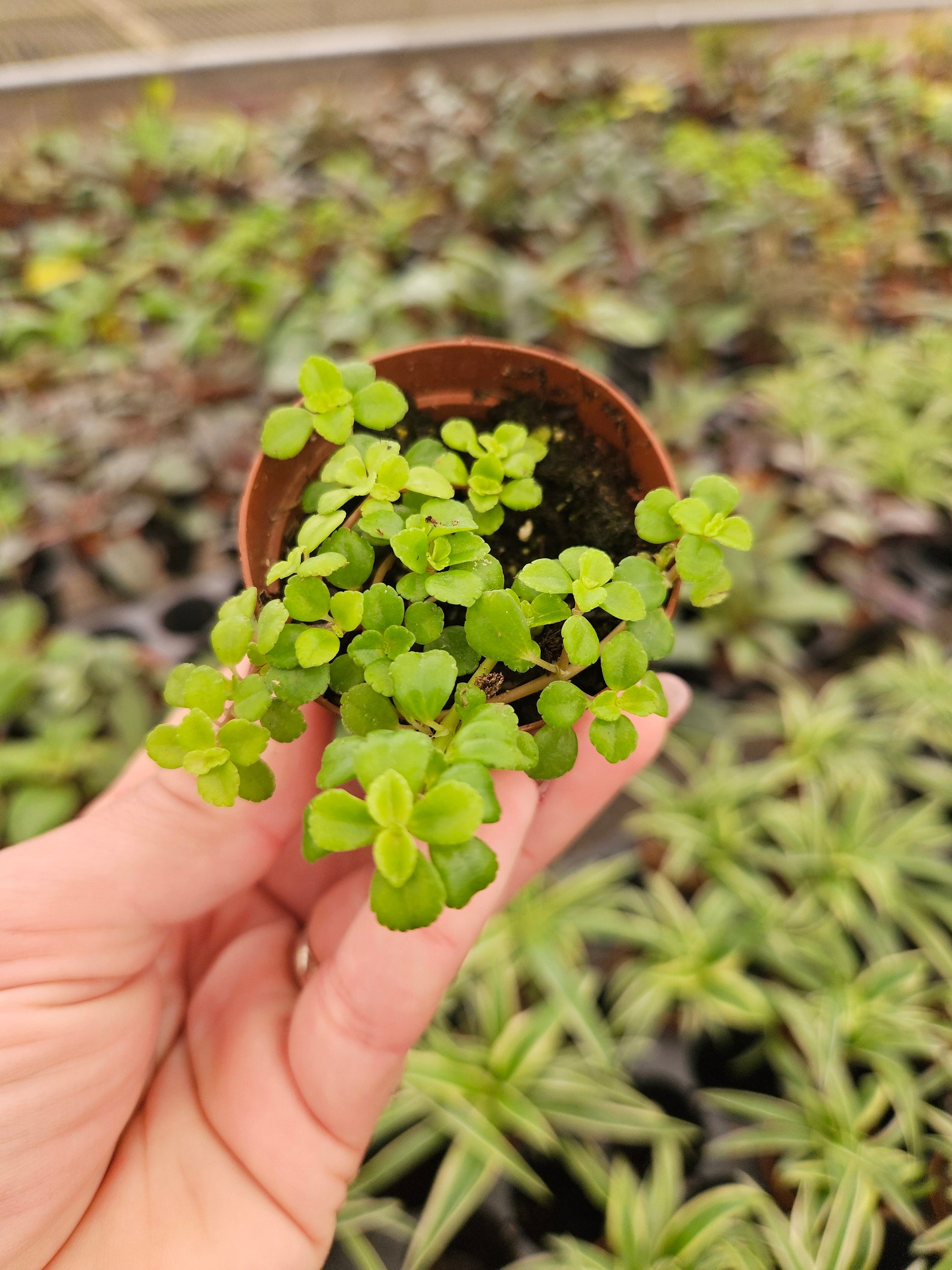 Pilea Depressa 'tiny Baby Tears' in a Miniature 2" Pot | 2 Plants ...