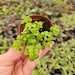 Pilea Depressa 'tiny Baby Tears' in a Miniature 2" Pot | 2 Plants ...