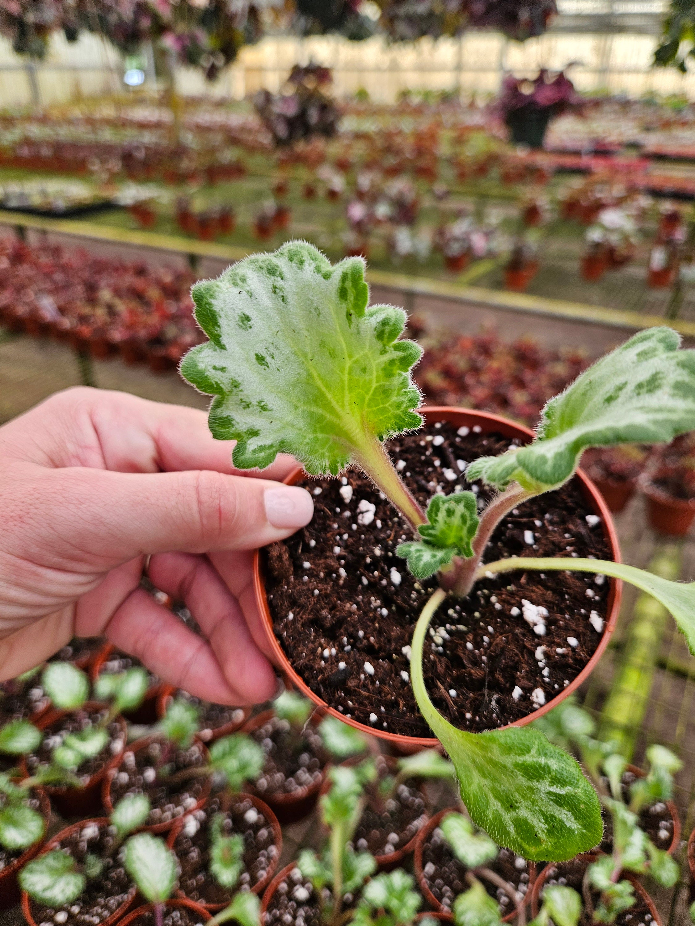 Primulina Curly Loki, Gesneriad Plant in a 4" Pot | 2 Plants Required ...