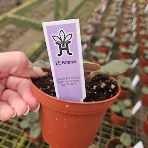 LE Rimma African Violet Live Plant, Young Pre-finished Starter in a 4 ...
