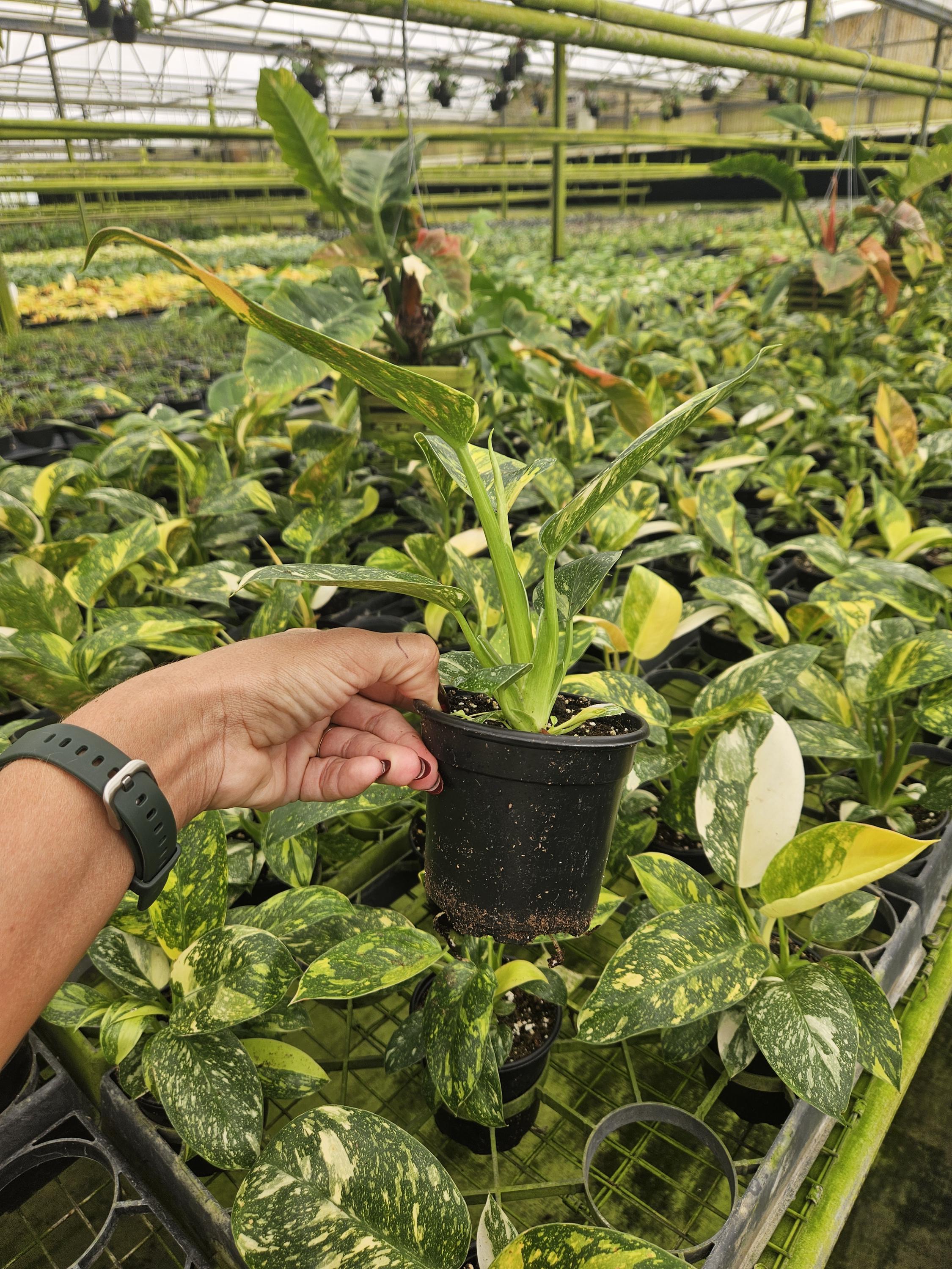 Philodendron Variegated Green Congo Live Plant in a 4" Pot ...