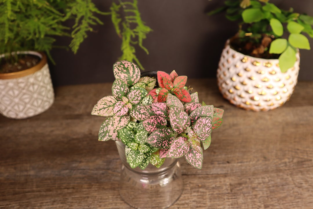 LIVE Polka Dot Plant Splash Plant Hypoestes Mixed Confetti - Etsy