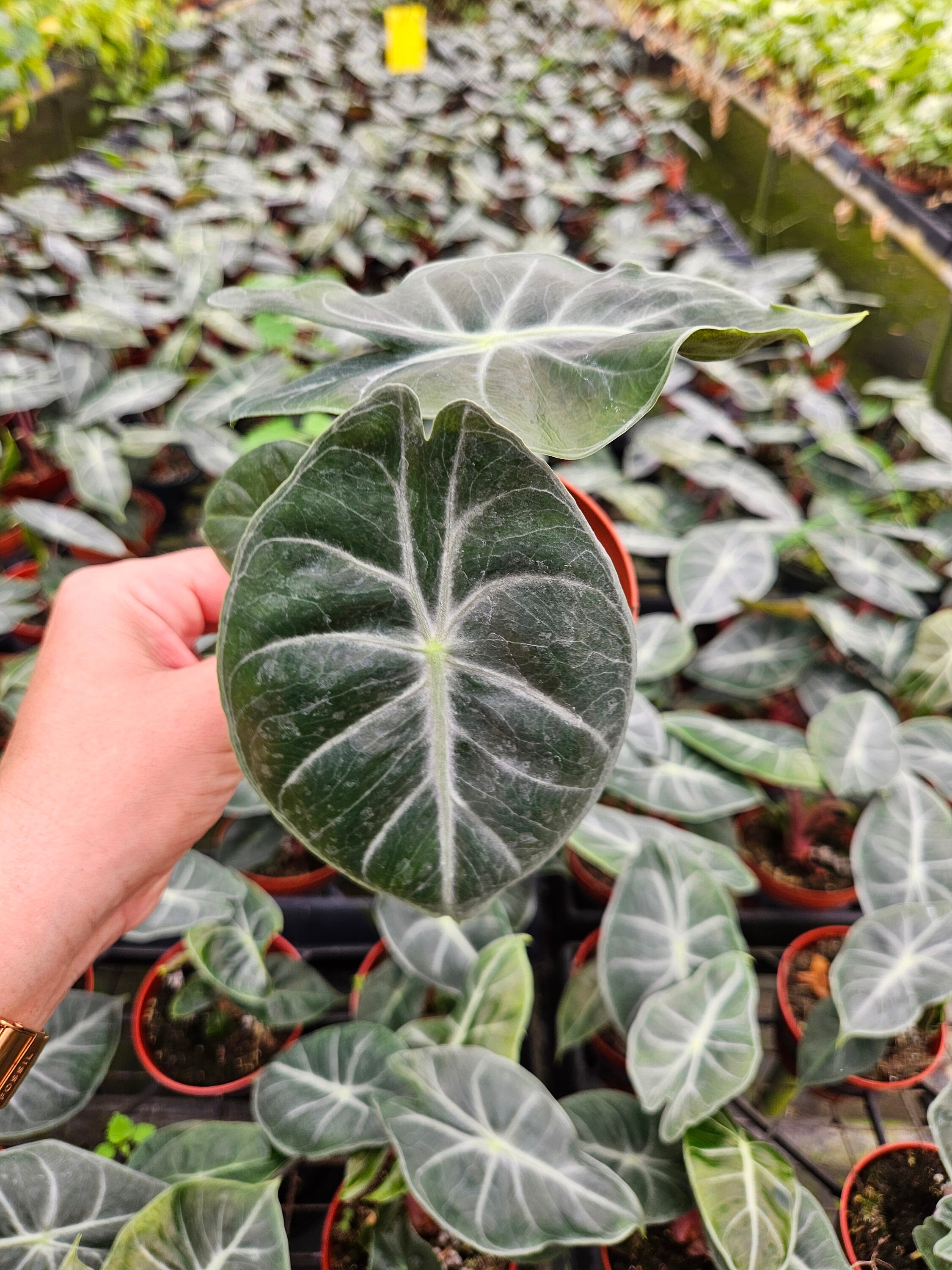 Alocasia Pink Dragon in a 4" Pot Live Plant | 2 Plants Required per ...