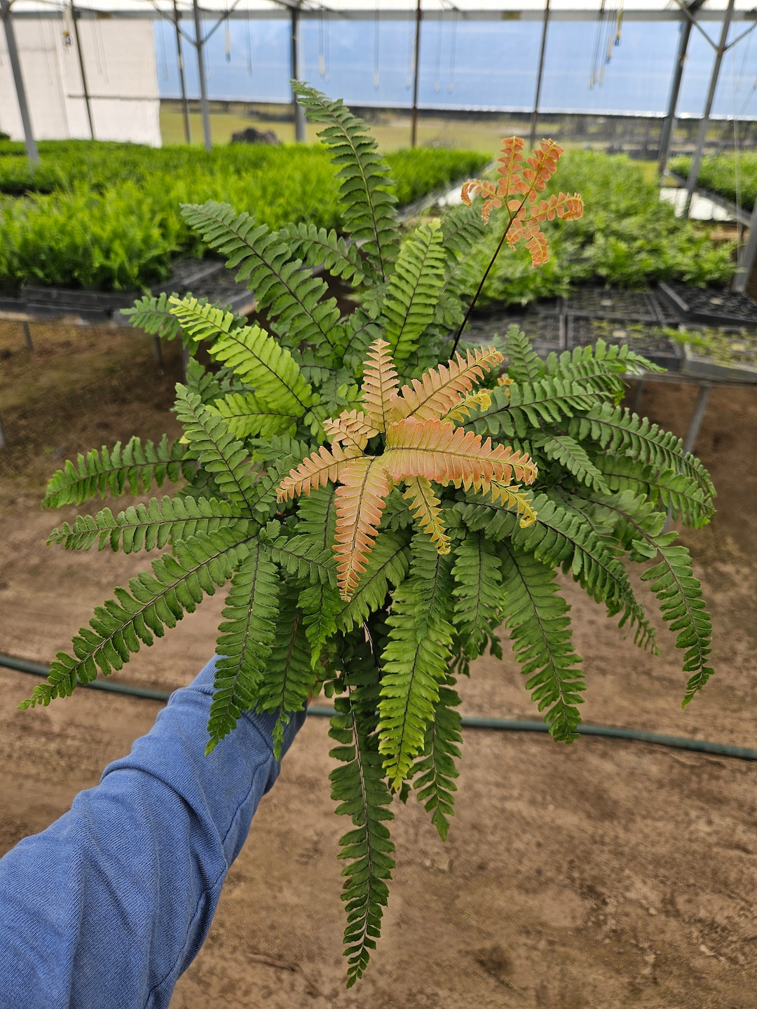 Fern Plant, Rosy Maidenhair Fern in a 6" Pot, Adiantum Hispidulum Rosy ...