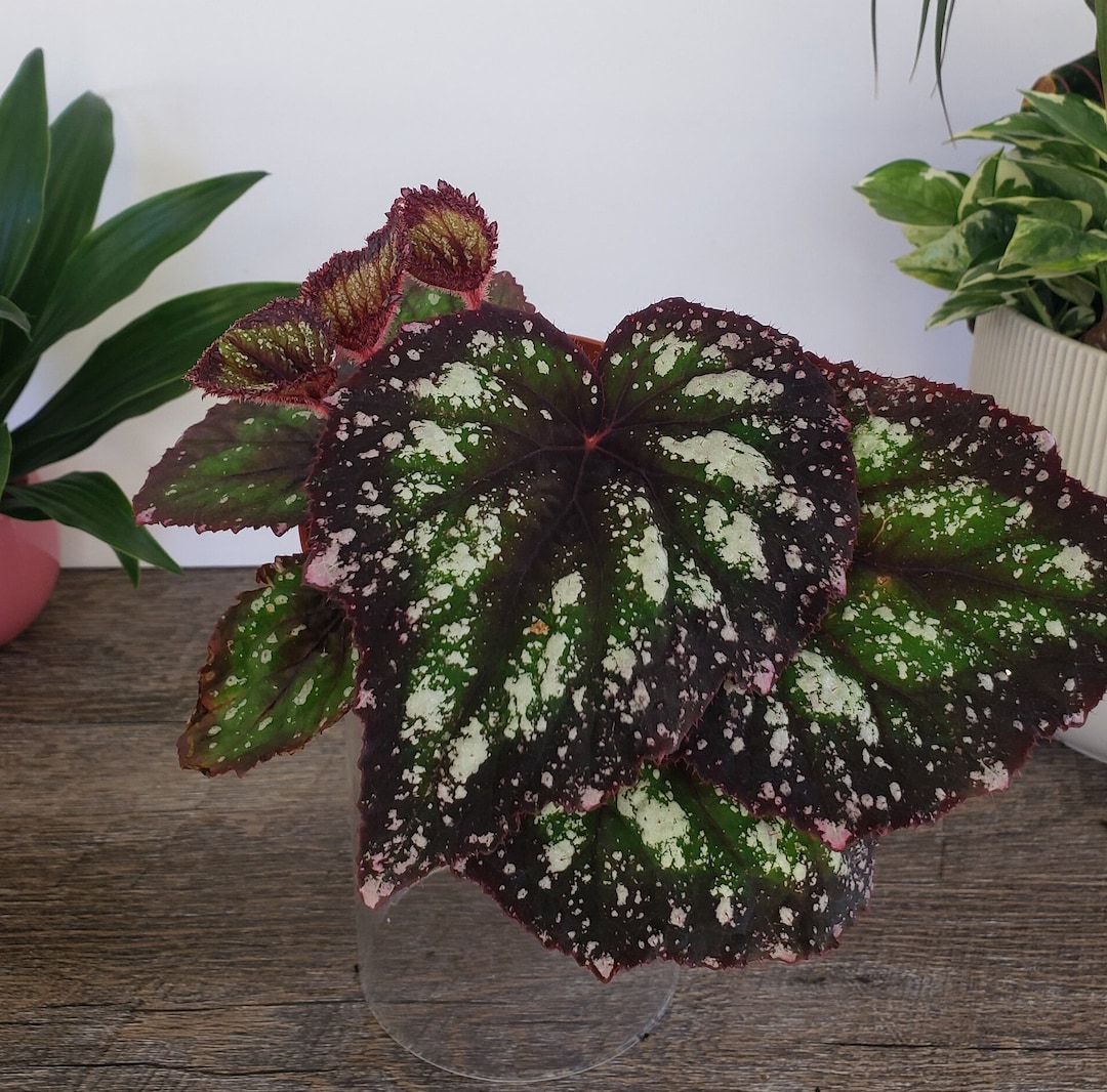 Harmony's Starry Night Begonia Live Plant | Young Prefinished Starter ...