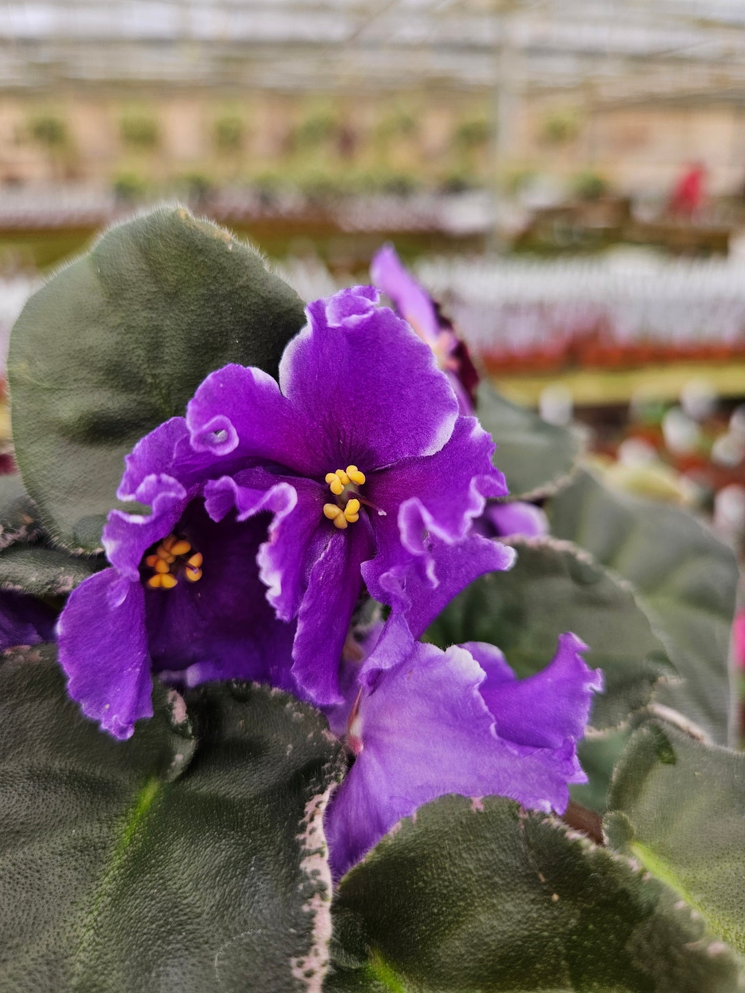 Vat King of Peas African Violet Live Plant, Young Pre-finished Starter ...