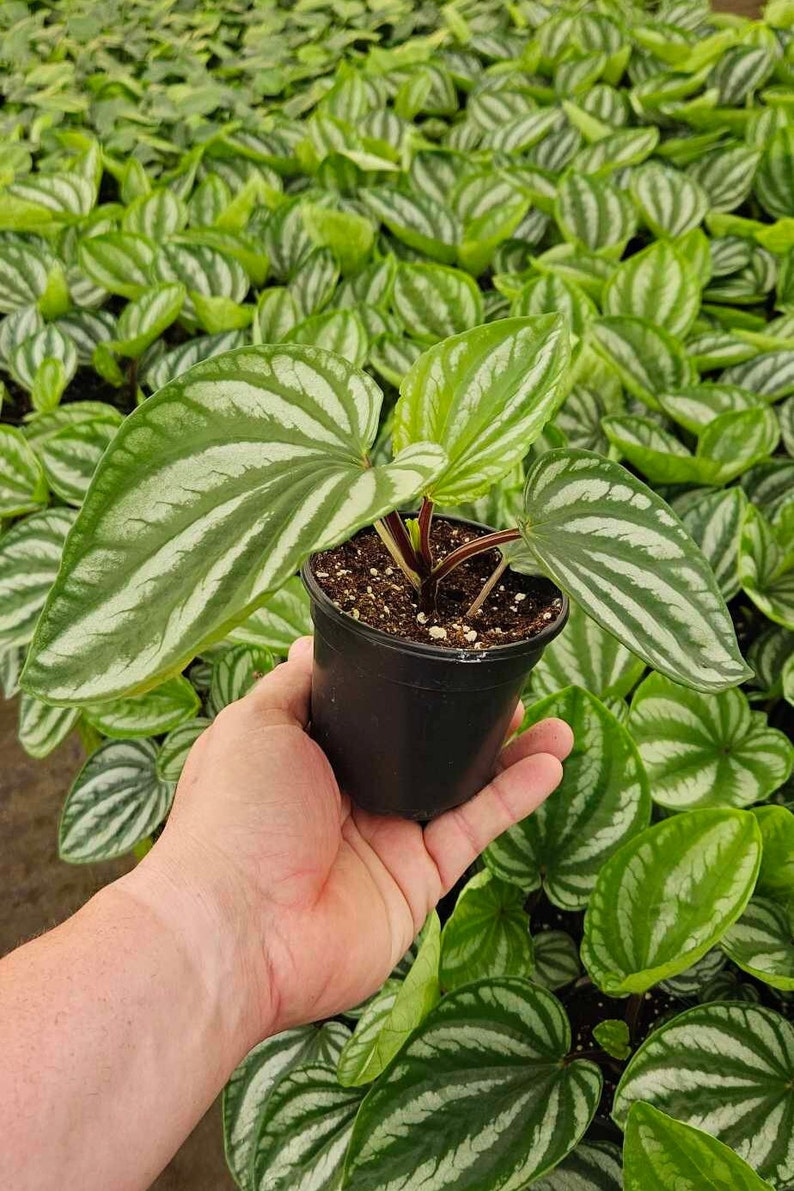 Peperomia Ecuador Live Plant in a 4" Pot | 2 Plants Required per Order ...