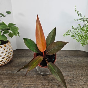 Philodendron Red Sun Plant 4" Pot, Live Red Plant Philodendron ...