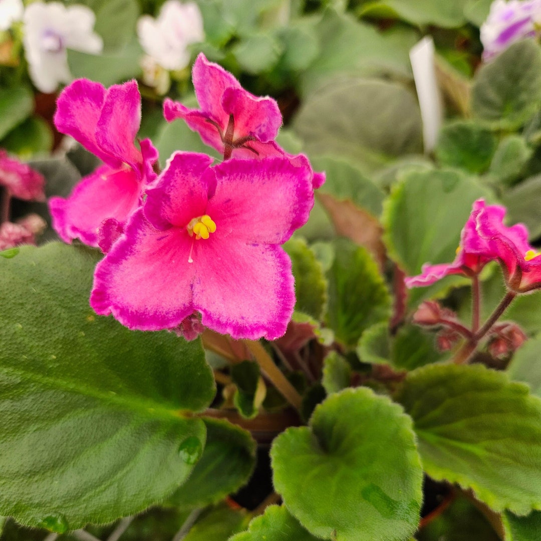 Sunset Kiss African Violet Live Plant, Young Pre-finished Starter in a ...