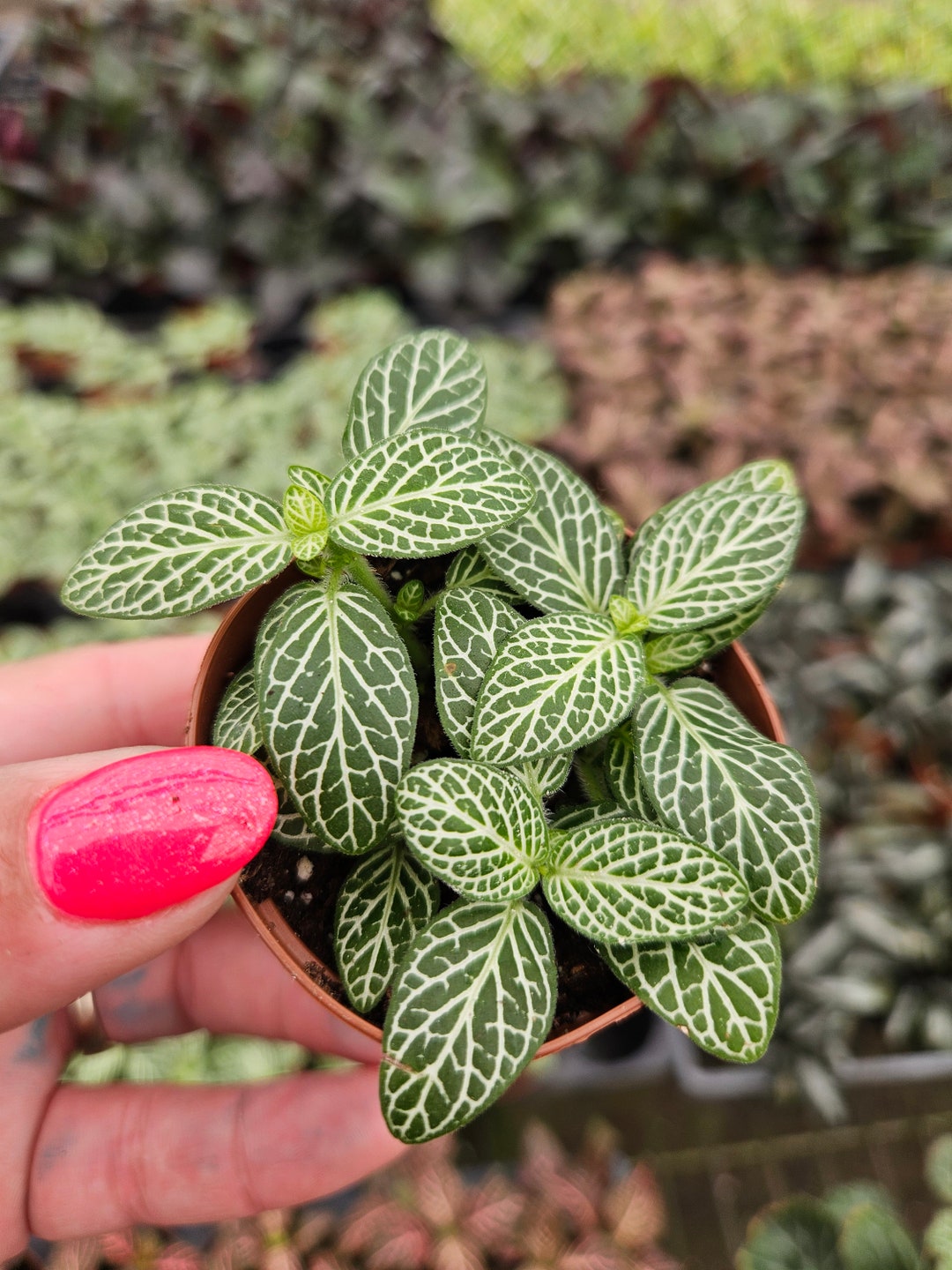 White Fittonia Plant in a Miniature 2" Pot – Nerve Plant With White ...