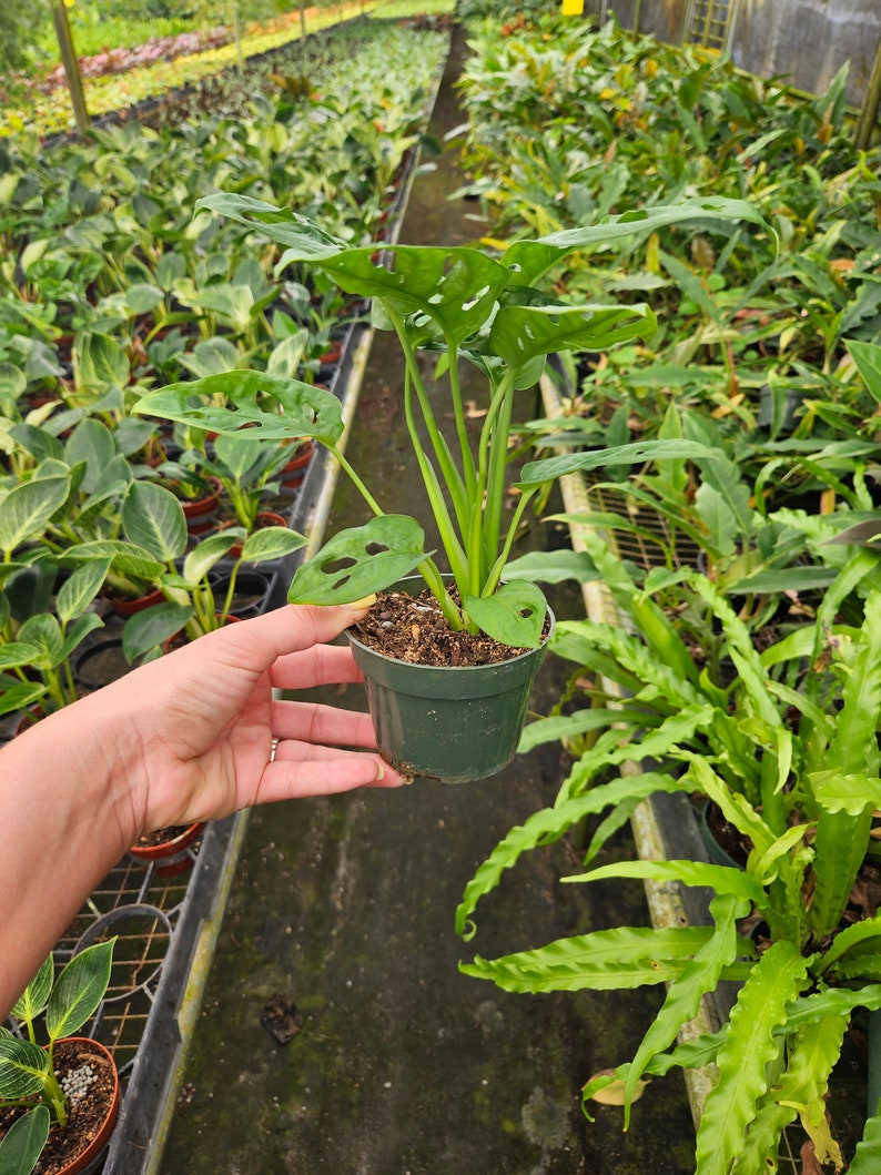 Swiss Cheese Plant Monstera Adansonii 4" Pot, Live Swiss Cheese Plant ...