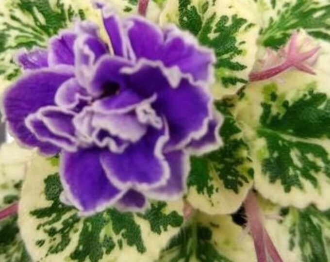 African Violet Live Plant michigan Bright Pink Sparkly Flowers Against ...