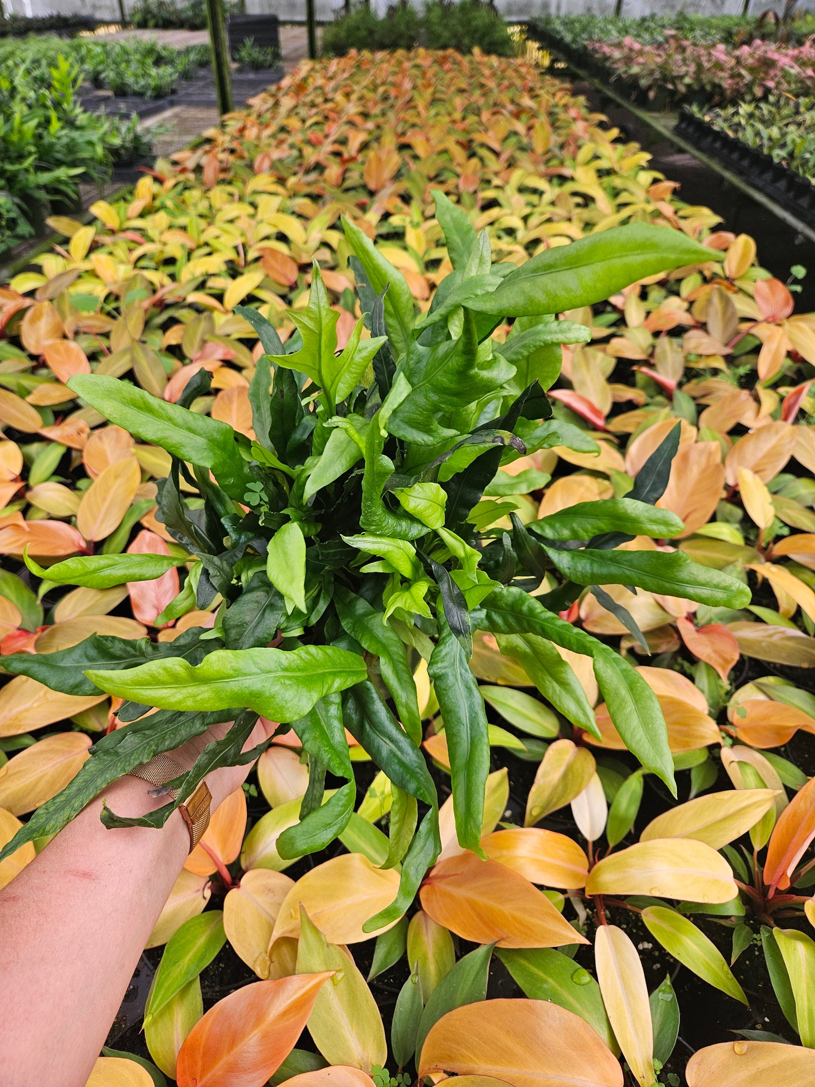 Fern Plant, Kangaroo Paw Fern Plant in a 6" Pot, Live Kangaroo Paw ...