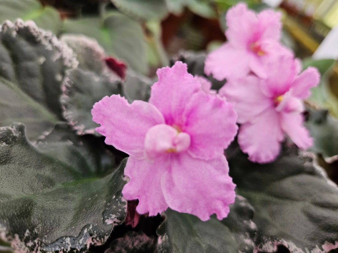 Wrangler's Dixie Celebration African Violet Live Plant, Young Pre ...