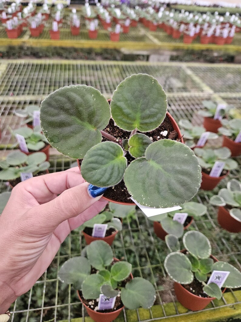 Water Sprite African Violet Live Plant, Young Pre-finished Starter in a ...