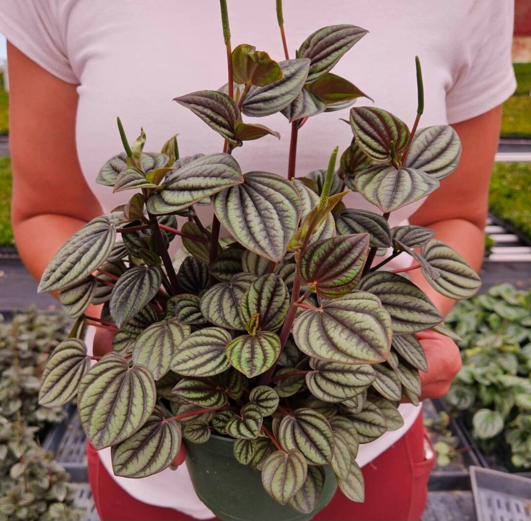 Peperomia Piccolo Banda Live Plant in a 4" Pot | 2 Plants Required per ...
