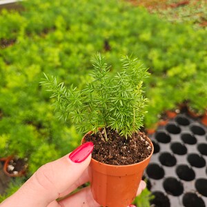 Fern Plant, Asparagus Fern Plant in a Miniature 2" Pot, Foxtail Fern ...