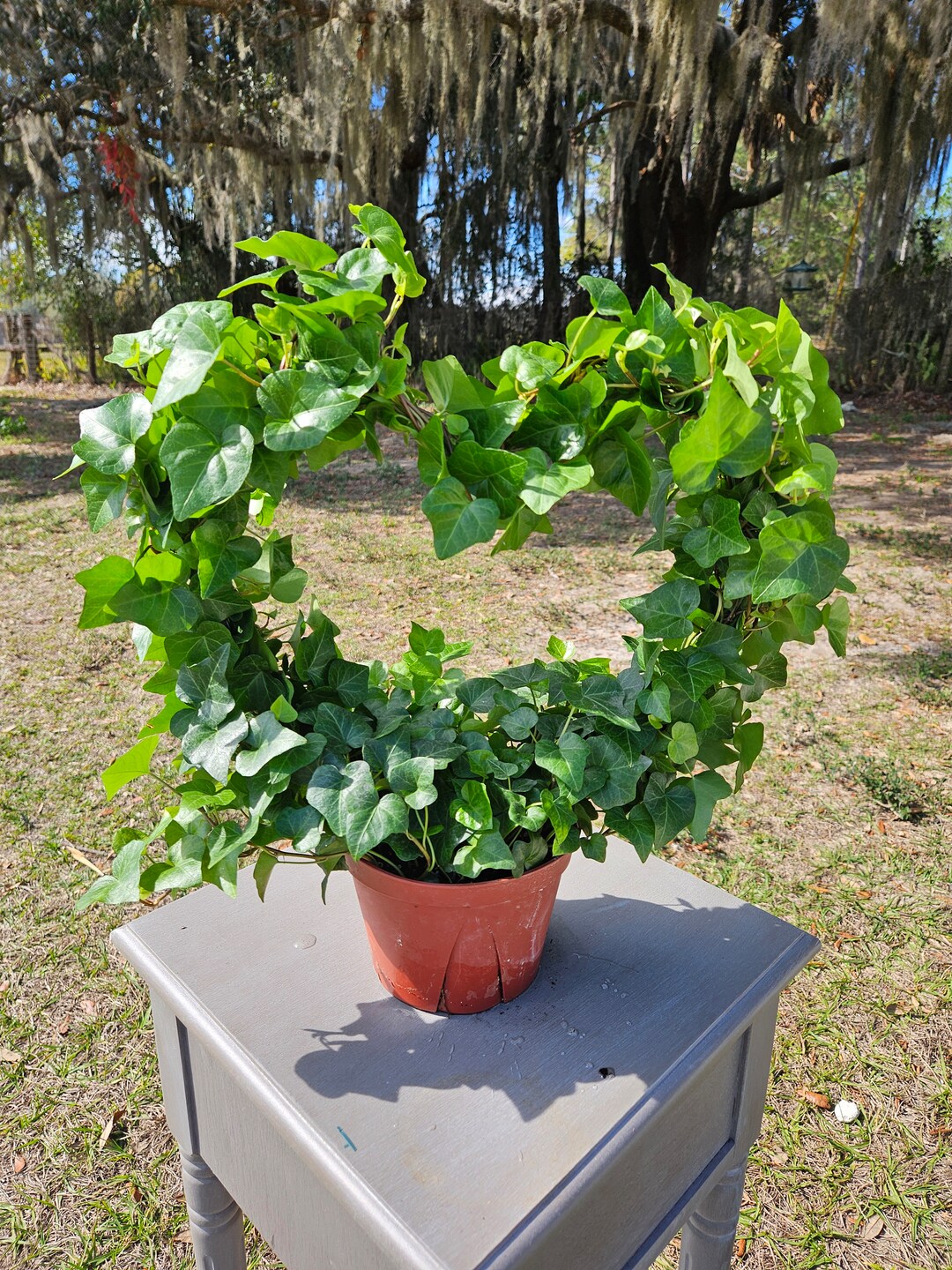 Heart Shape English Ivy Topiary, Live Plant in a 6" Pot. Variegated ...