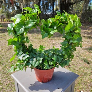 Heart Shape English Ivy Topiary, Live Plant in a 6" Pot. Variegated ...