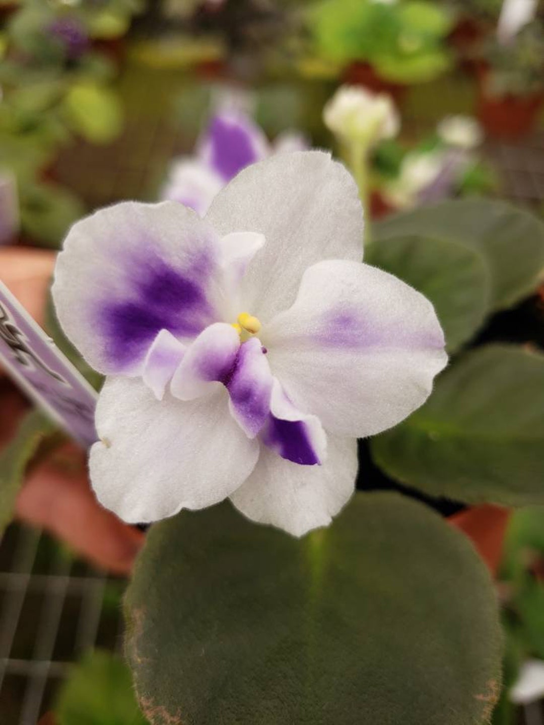 Vat Light in the Night African Violet Live Plant, Young Pre-finished ...