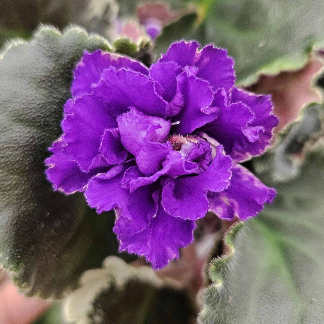 Vat Dark Mistress African Violet Live Plant, Young Starter in a 4" Pot ...