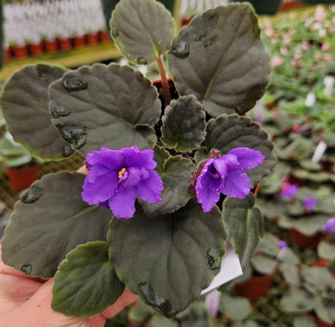 Hunter's Lightning Strike African Violet Live Plant Young - Etsy