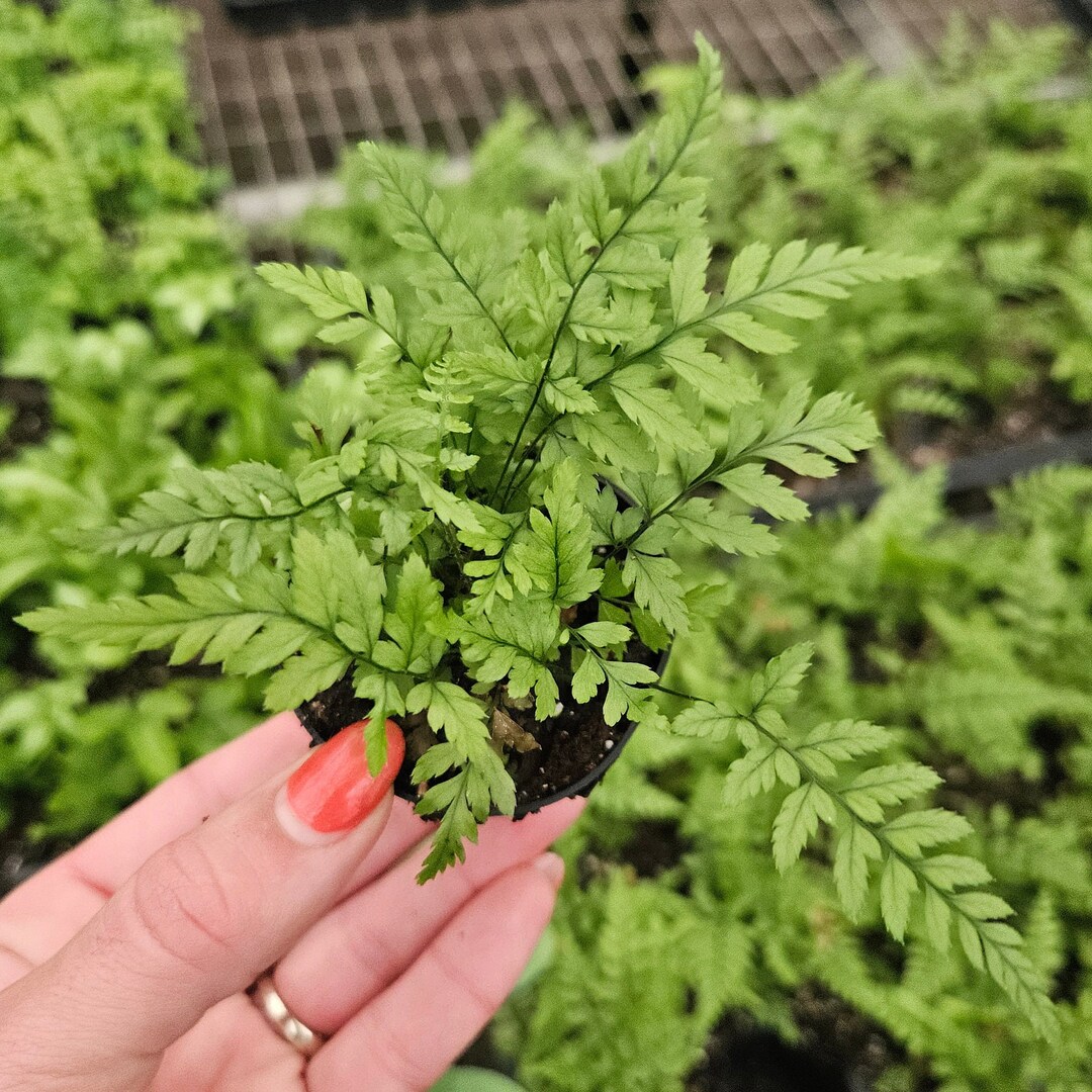 Fern Plant, Rabbit's Foot Fern in a Miniature 2" Pot, Live Fuzzy Fern ...