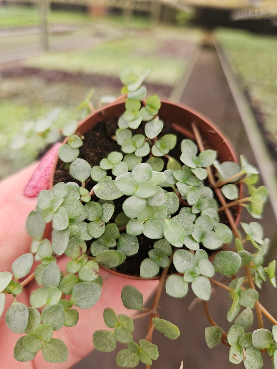 Pilea Depressa Glauca 'silver Tiny Baby Tears' in a Miniature 2" Pot ...