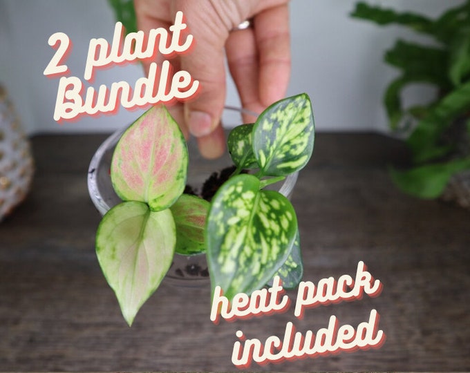 Aglaonema Pictum Tricolor Starter Plant ALL STARTER PLANTS Require You to Purchase 2 Plants - Etsy