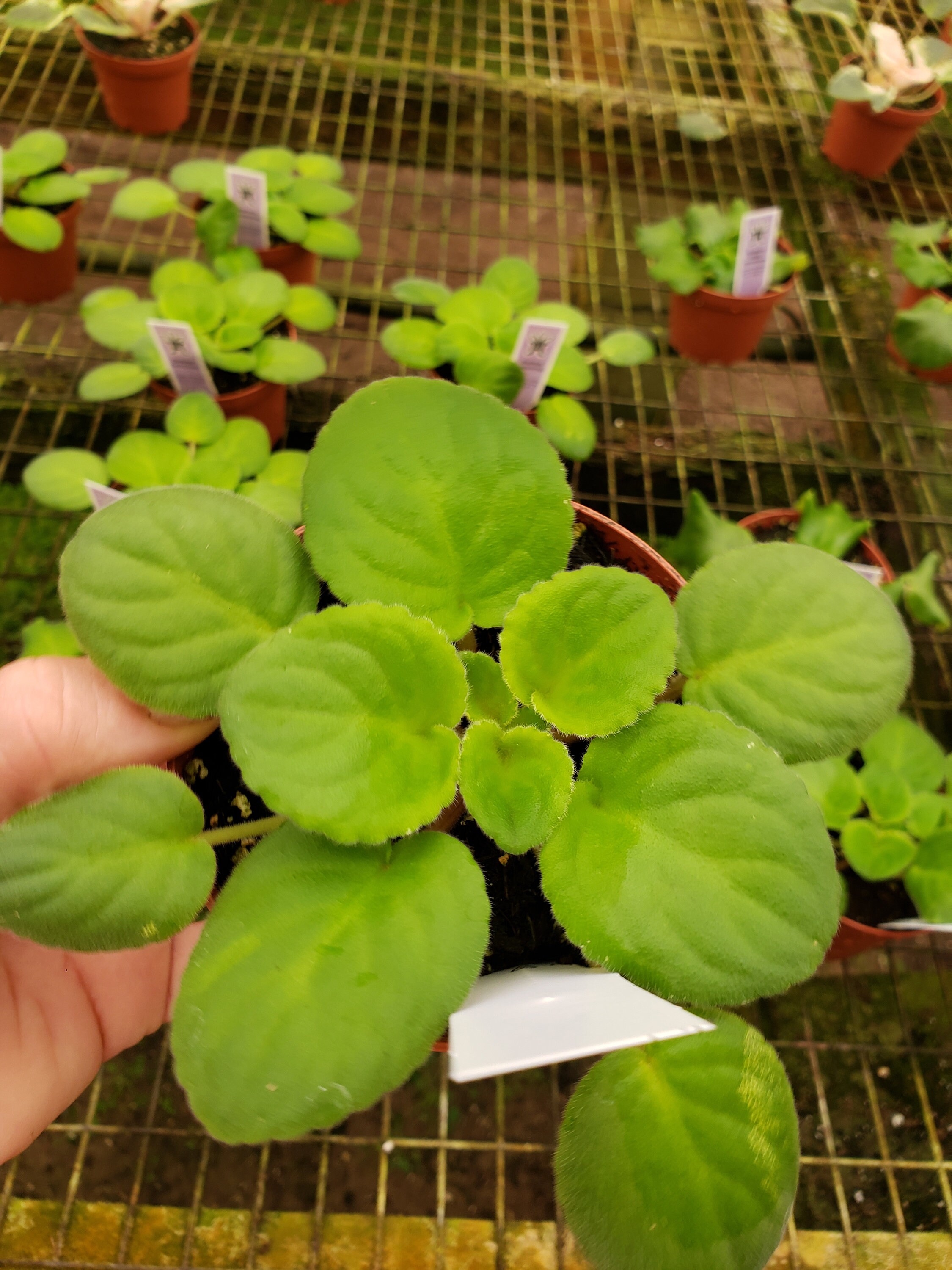 Buckeye Seductress African Violet Live Plant, Young Starter in a 4" Pot ...