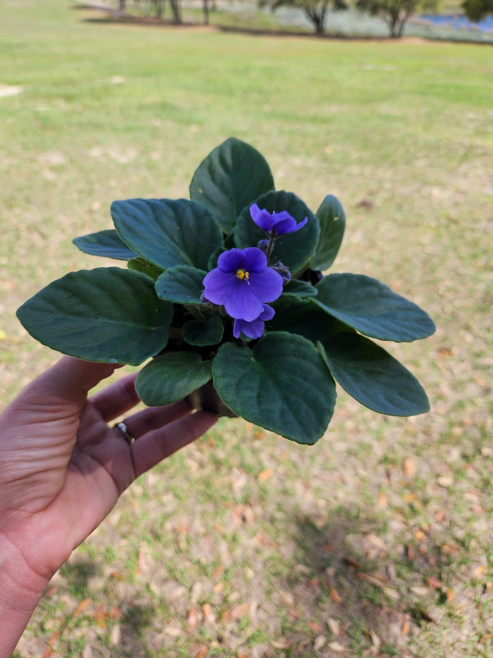 Currently Blooming African Violet Live Plant in a 4" Pot | Blue Violet ...