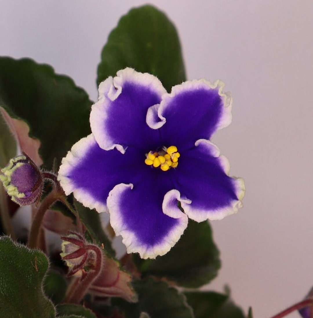 Harmony's Wild Night African Violet live plant, young pre-finished ...