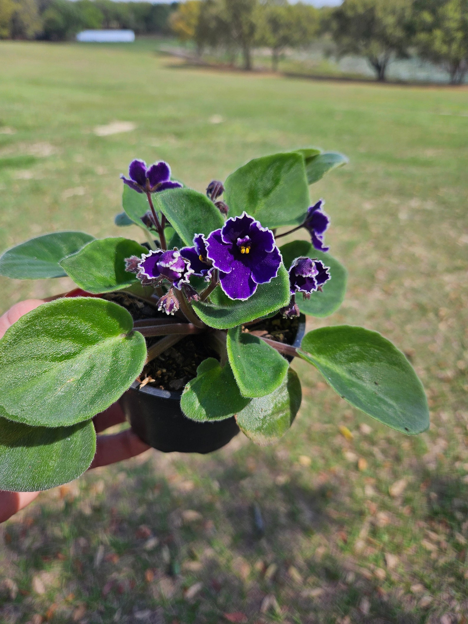 Currently Blooming African Violet Live Plant in a 4" Pot | Purple With ...