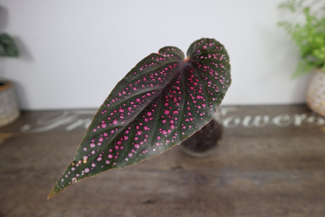Pink Angelwing Begonia Plant, Maculata Angel Wing in a Miniature 2" Pot ...