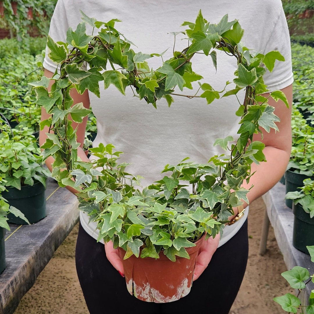 Heart-shaped English Ivy Topiary – Live Plant in 6” Pot – Variegated ...