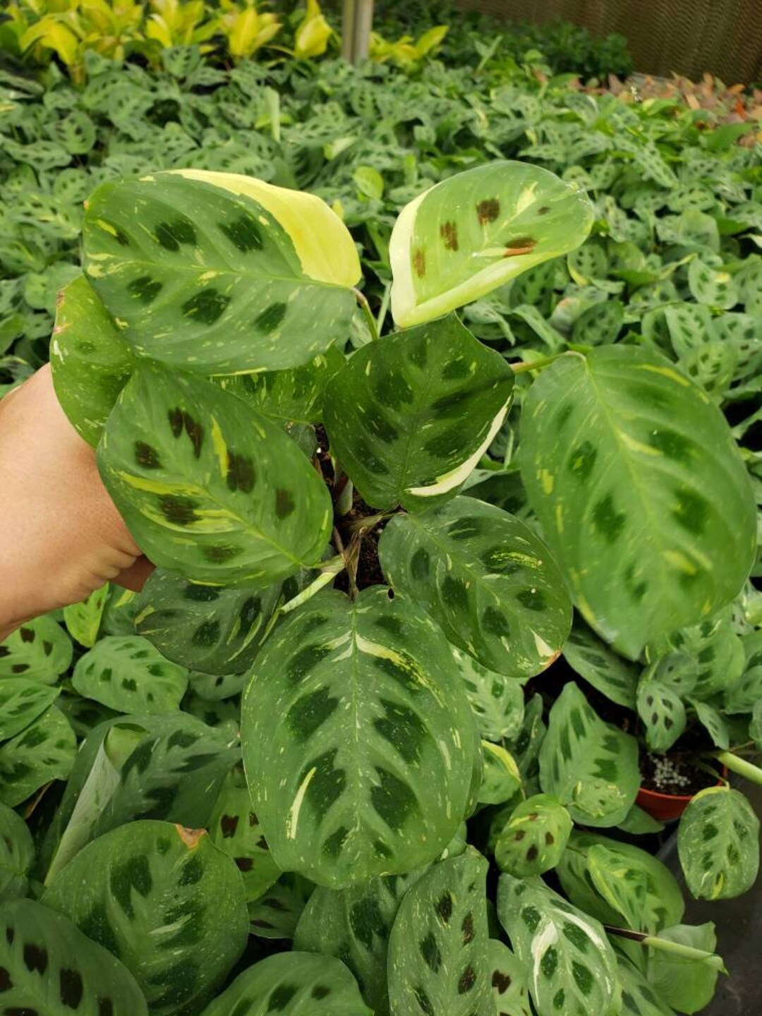 Maranta Variegated in a 4" Pot, Prayer Plant Maranta Leuconeura ...