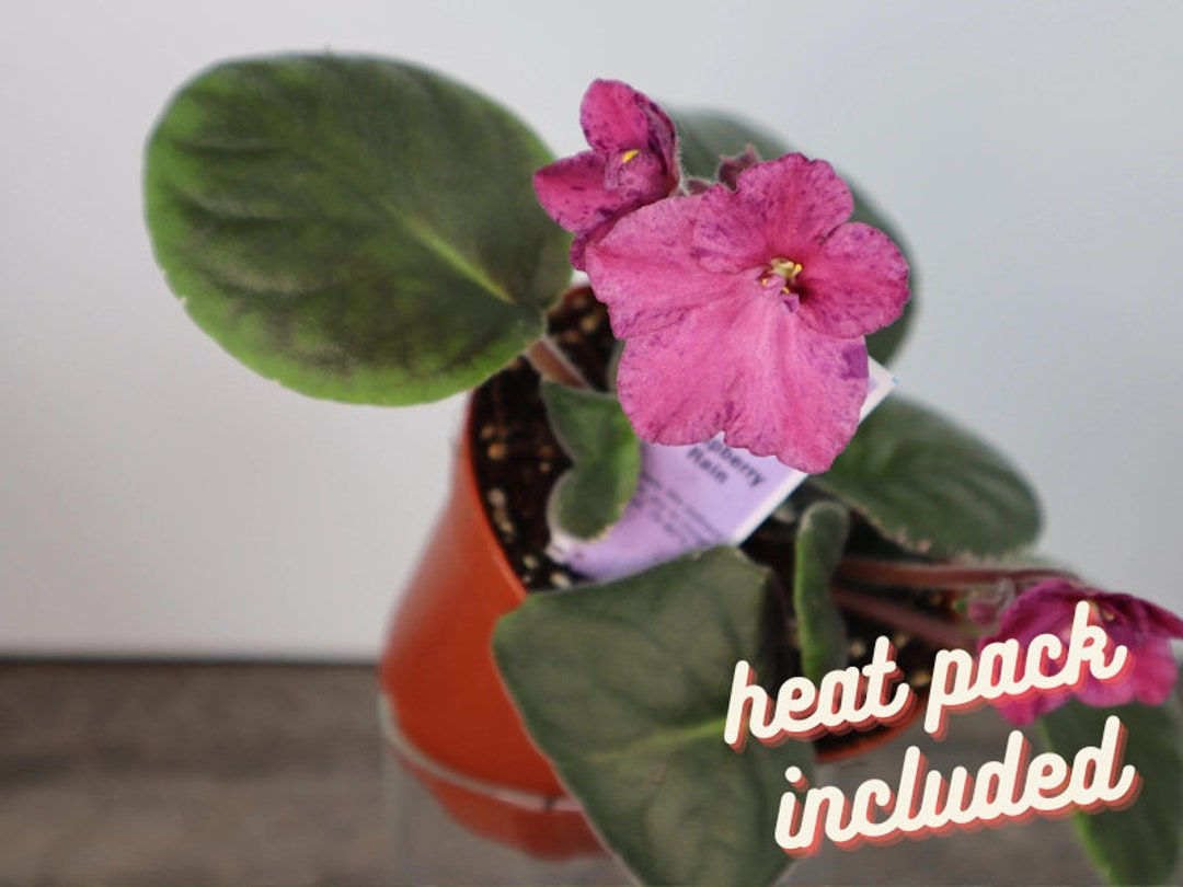 Raspberry Rain African Violet Live Plant, Young Starter in a 4 Pot ...