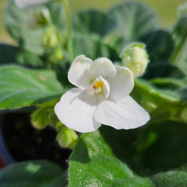 African Violet - Etsy