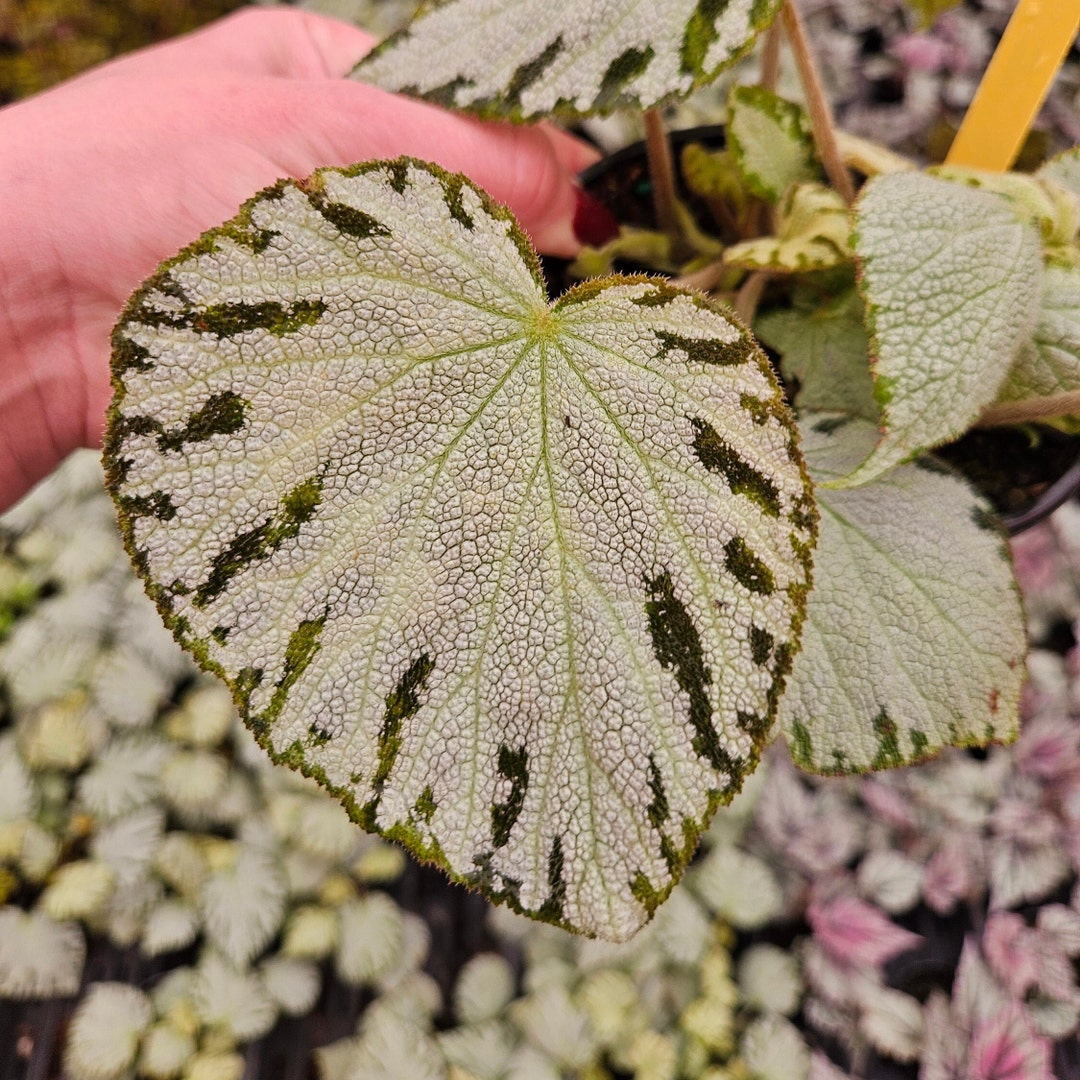 Begonia Plant, Silver Begonia Plant "silver Jewel / Spotted Tiger" in a ...